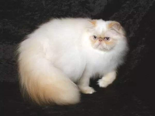 Cat of the Himalayan Breed