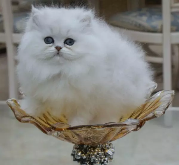 De Kitten vun der persescher Broscht sëtzt an engem Vase
