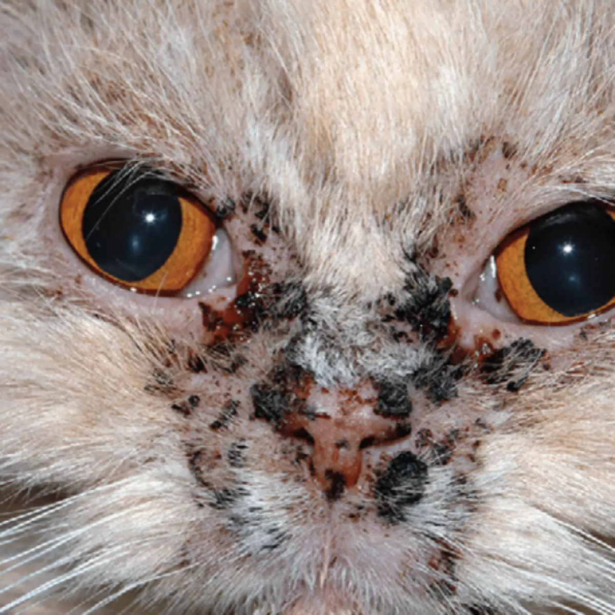Лицето идиопатичен дерматит на персийски котки