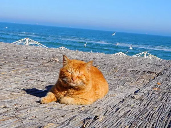 Rode kat verwarmt onder de zon
