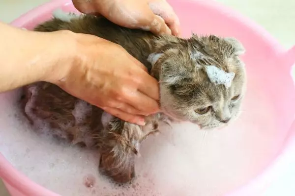 Cat washes sa isang palanggana