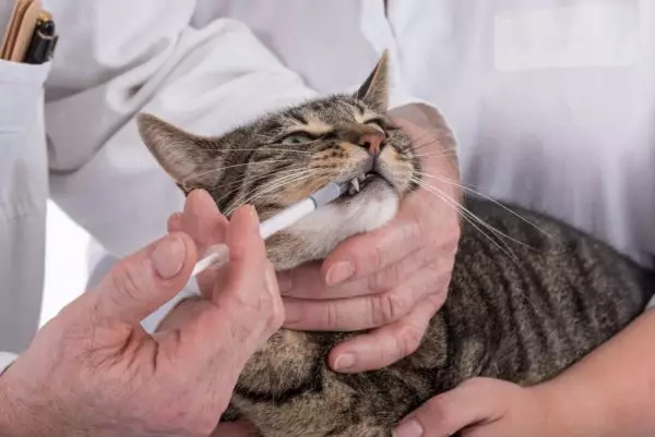पशुवैद्यक एक मांजर औषध देते