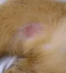 Kalça kedinin iç yüzeyinde eozinofilik plak