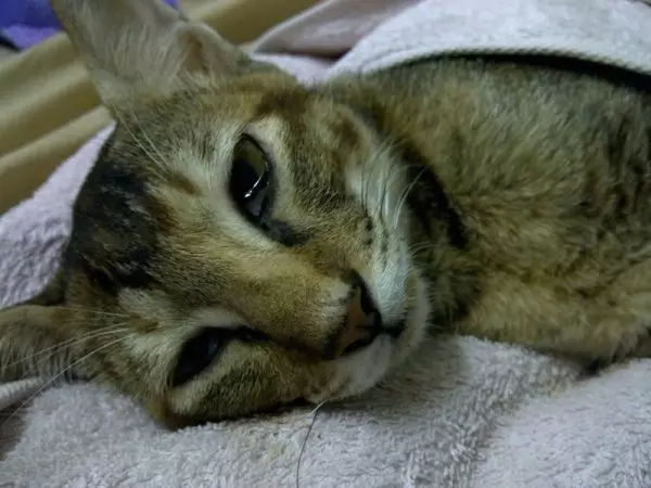 Enterit Cat: Simptomat, Diagnoza dhe Trajtimi (duke përfshirë në shtëpi), parandalimin, rekomandimet e veterinerëve