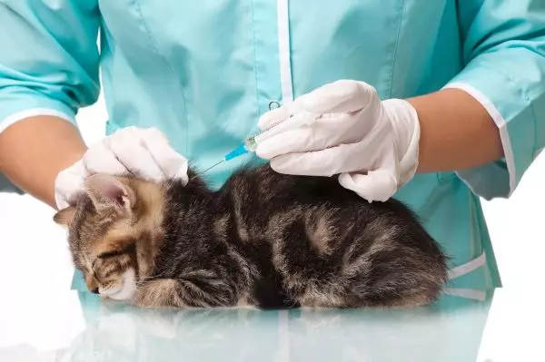 Eläinlääkäri istuttaa kissanpentu