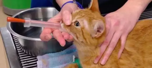 Mačka vrhá z injekčnej striekačky