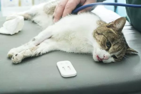 Veterinárov počutí pacientovi mačku ležiacej na stole