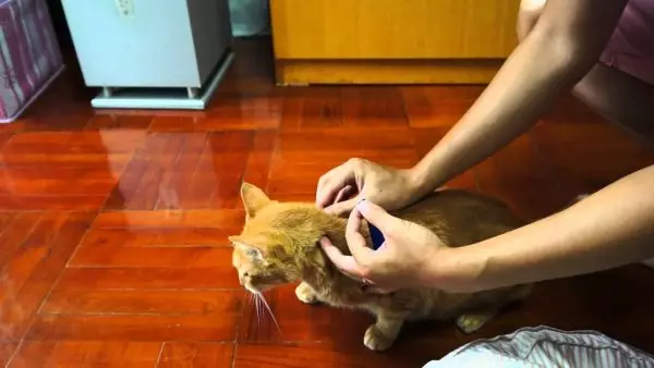 Cat is treated from fleas