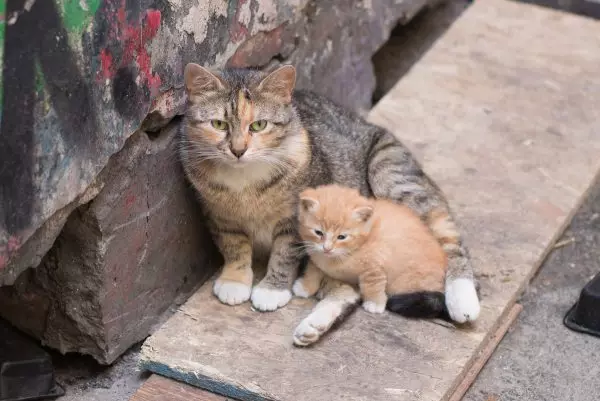 Mačka i mačić sjede na ulici