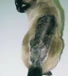 Obsežno mesto plešavosti s pigmentacijo kože na hrbtni strani mačke