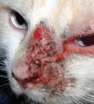 Dermatitis en la cara del gato.