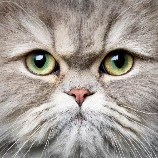 Persian kissat silmät