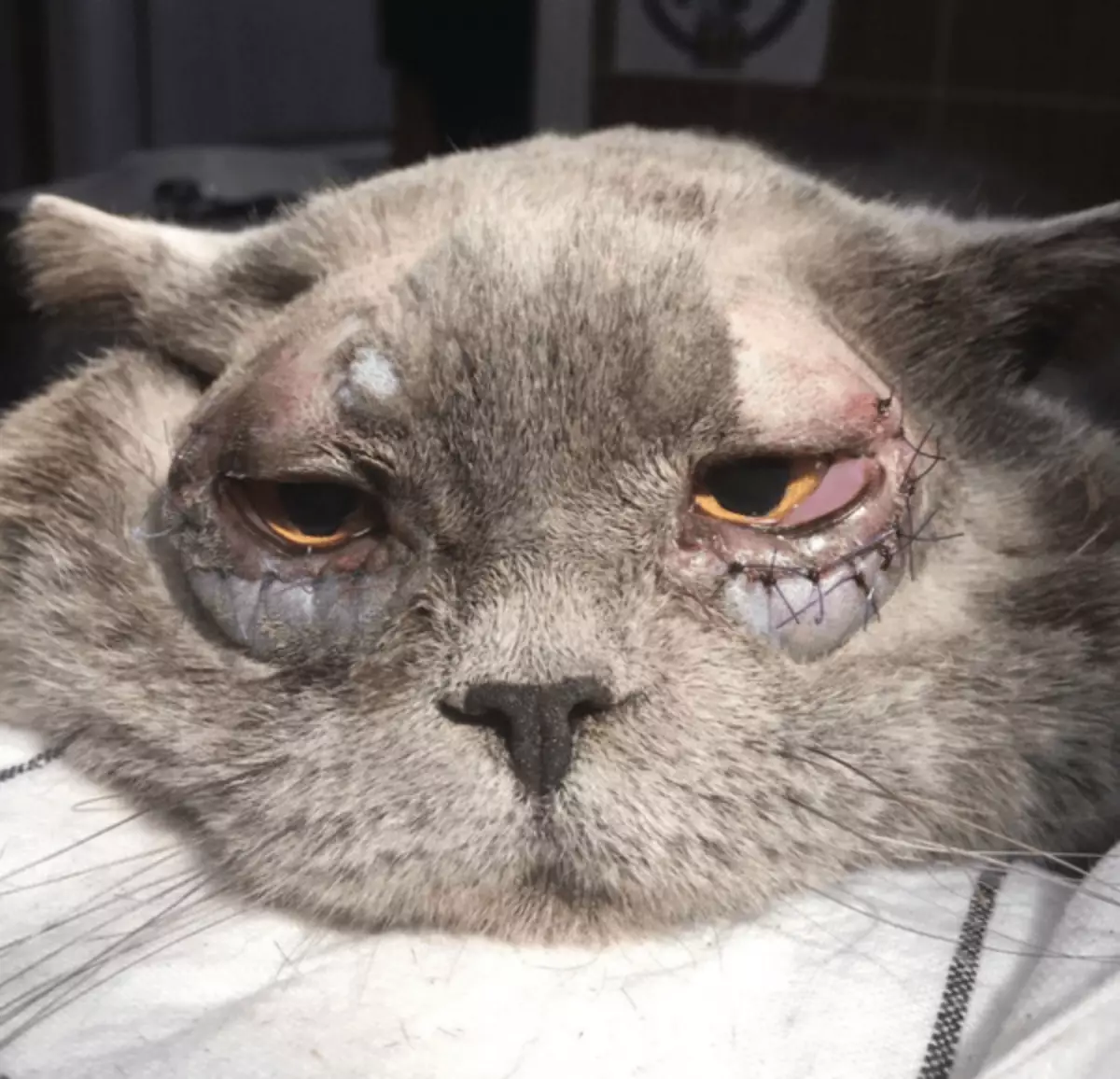 Memasak pada kucing setelah operasi