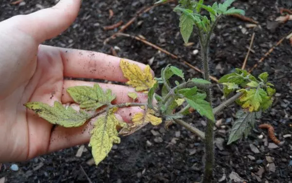 Pourquoi les feuilles jaunes des tomates, y compris le fond, que faire