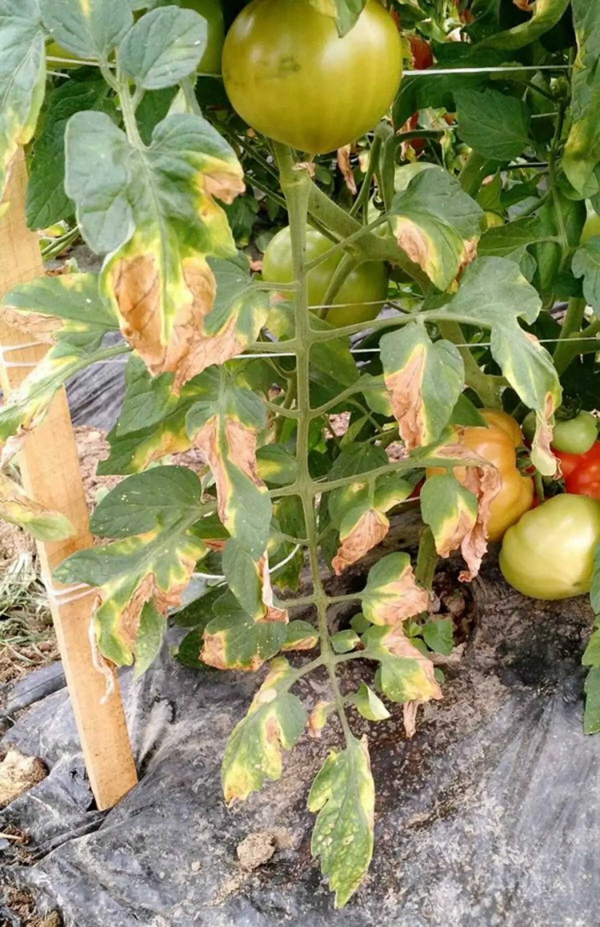 Pomidor kasalligi