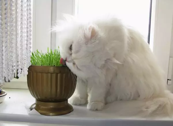 मांजर गवत खातो