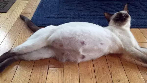 Έγκυος γάτα βρίσκεται στο πάτωμα
