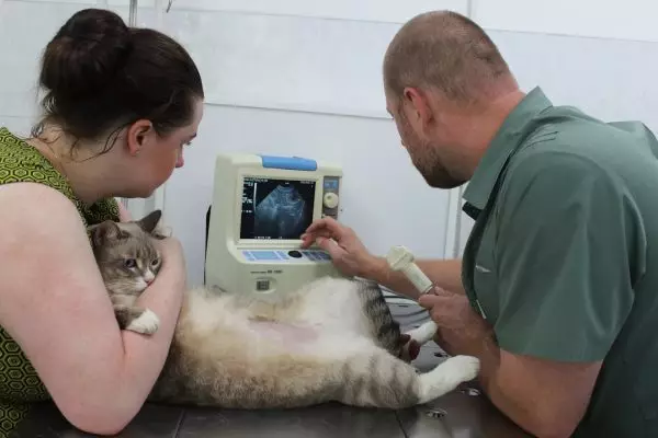 Ο κτηνίατρος ξοδεύει τη γάτα υπερήχων