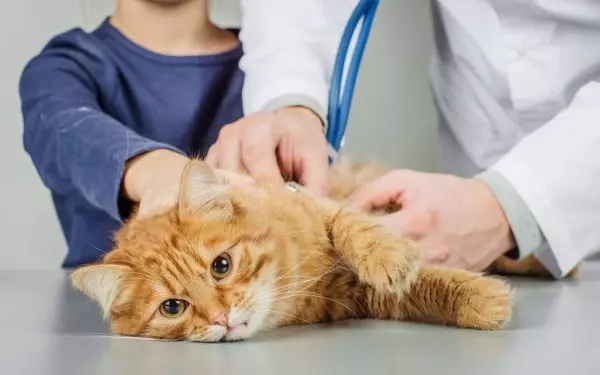 El veterinari examina el gat