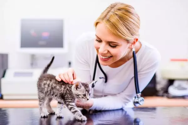 獣医師は子猫を調べます