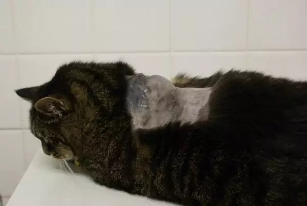 Postaktalny Sarcoma Cat