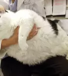 Dierenarts houdt op de handen van een dikke witte kat