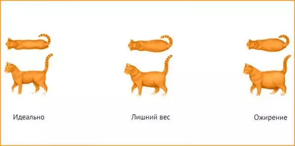 Utseende av katter ved normal, overvektig og fedme