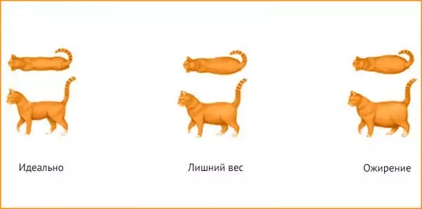 Пайдоиши гурбаҳо дар ҳолати муқаррарӣ, вазни зиёдатӣ ва фарбеҳӣ