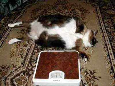 Kucing dengan obesiti terletak di sebelah berat luar