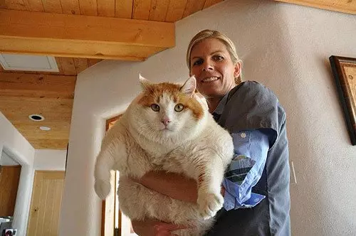 Vrouw houdt op de handen van een dikke witte kat