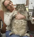 胖灰色的猫坐在女人的膝盖上