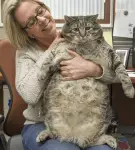 Dikke grijze kat zit op de knieën van een vrouw