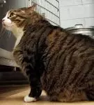 肥胖镶边猫坐在地板上