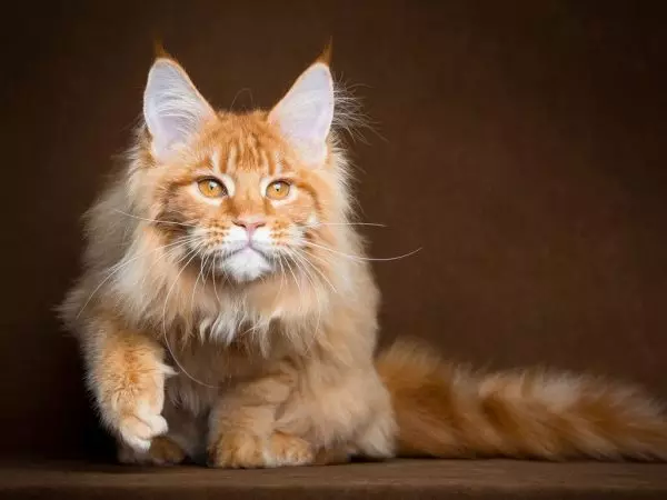 Maine Coon.