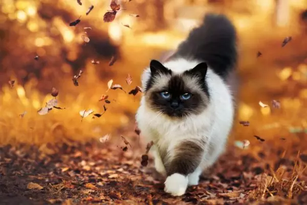 Himalayan Cat.