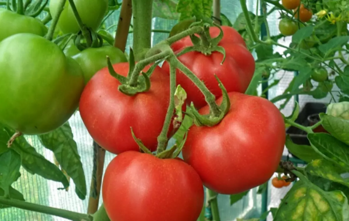 Tomatov aksina f1