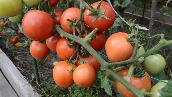 Tomato yamal 200.