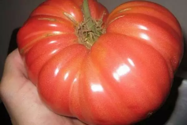 Tomato Siberian Shangi.