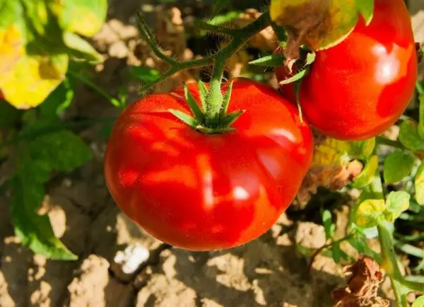 Tomato Boni Mm.