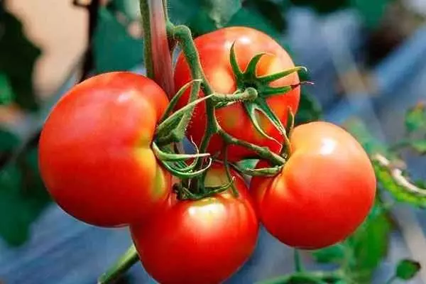 ថ្នាក់ទី tomato betta