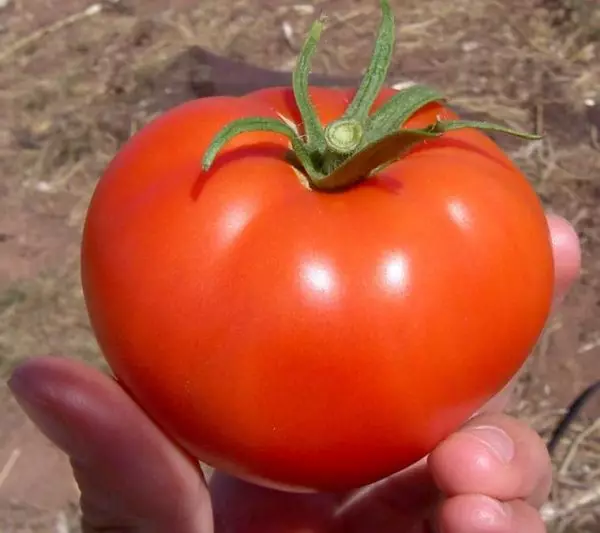 Varietéit vun Tomaten Explosioun
