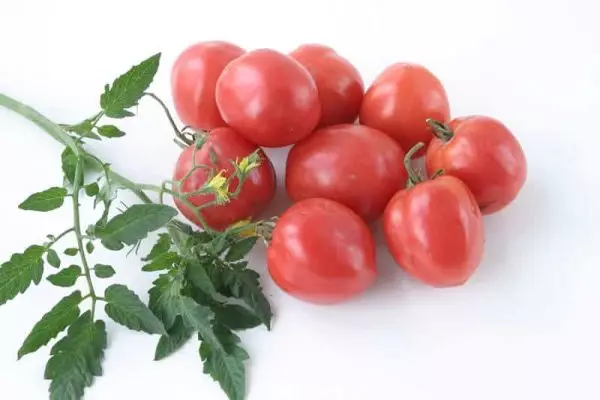 Tomato Talisman Variety.
