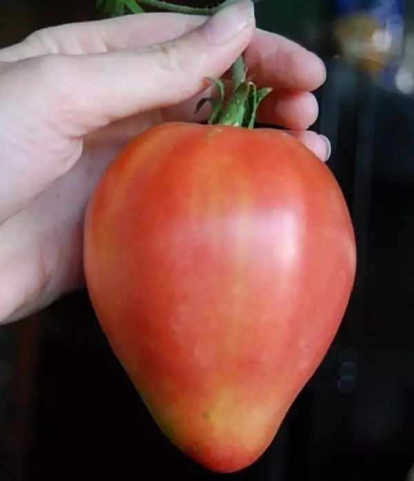 Pomidov dangasalar xilma-xillik