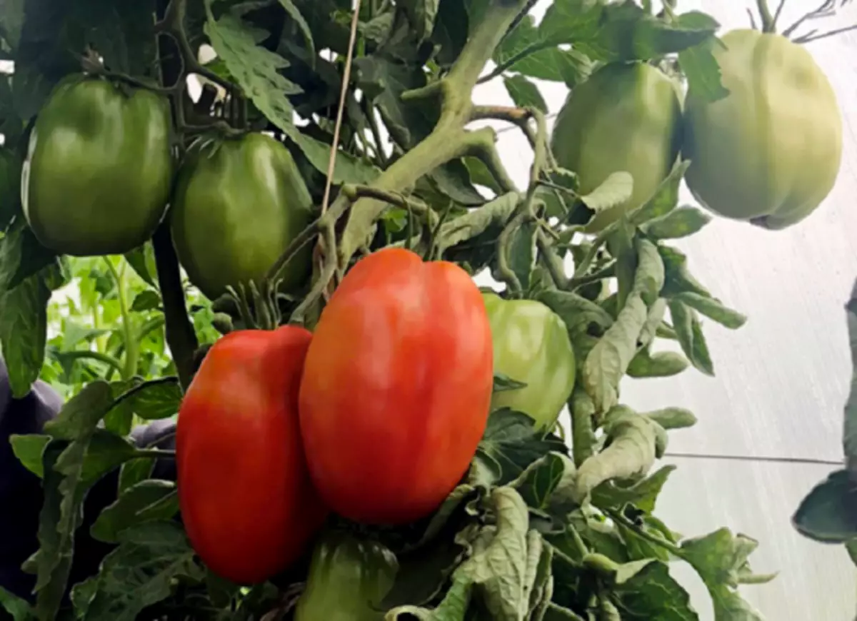 En rekke tomater bocata