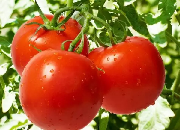 Pomidov lyane reyet