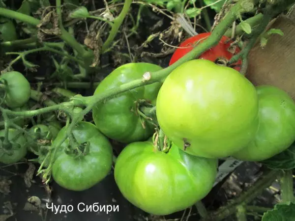 Tomater mirakel sibirien