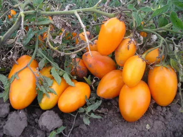 Tomate kalifikazioa Urrezko korrontea