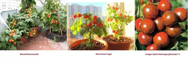 Balkong tomater