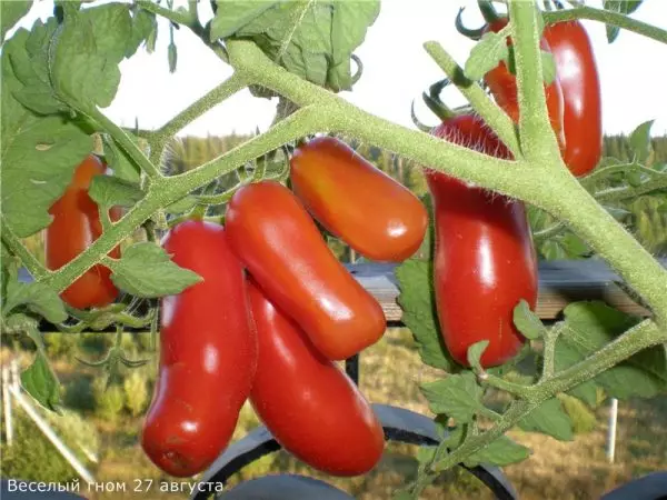 Schéi Zwerg Tomaten