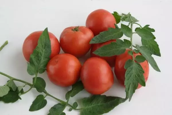 Pomidor dubok navi